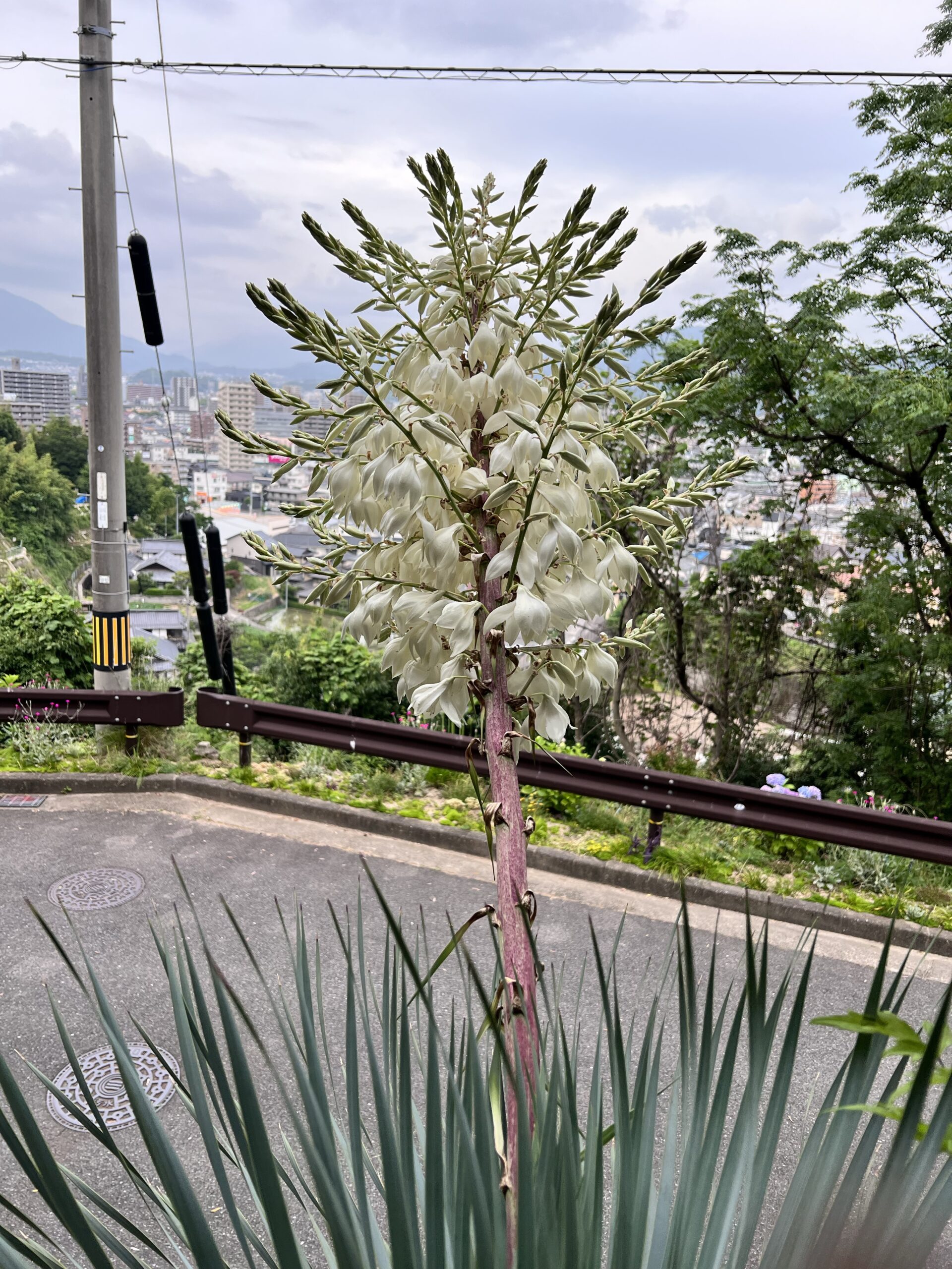10年に一度咲く花「ユッカ」の成長⑪ 6/12 | 有限会社和意 カズイン「トリトラ」