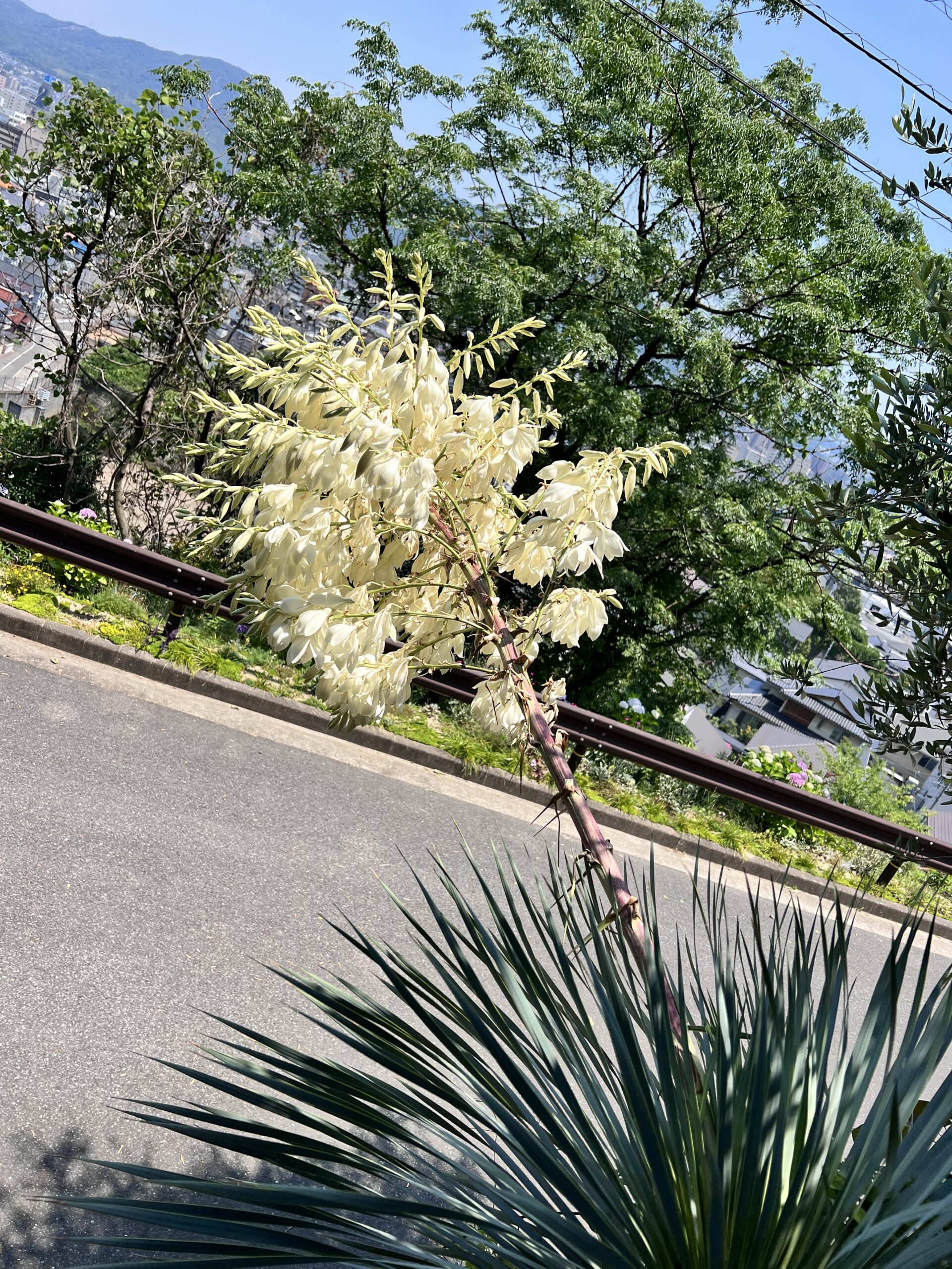 10年に一度咲く花「ユッカ」の成長⑮6/20 | 有限会社和意 カズイン「トリトラ」