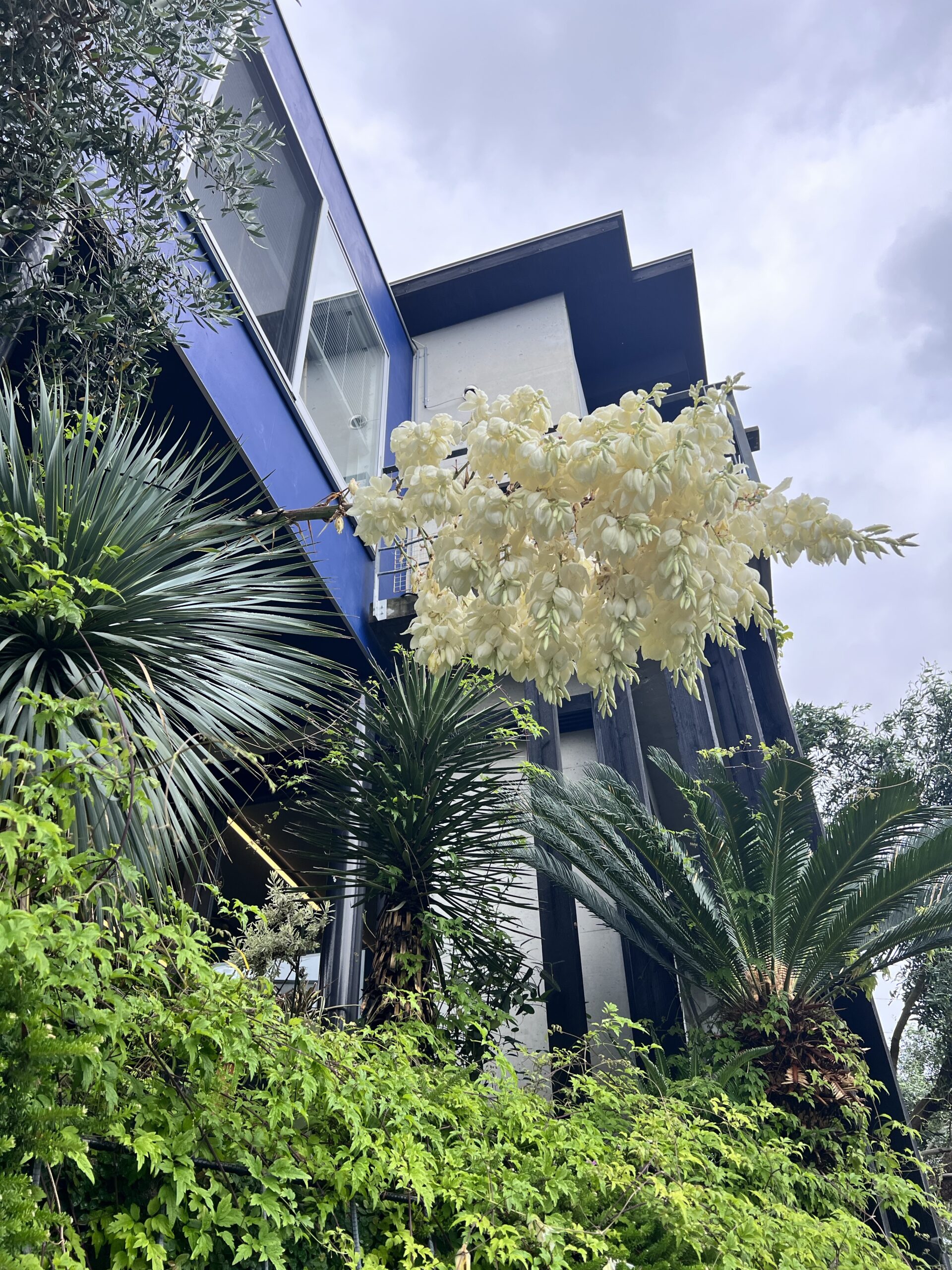 10年に一度咲く花「ユッカ」の成長⑯6/22 | 有限会社和意 カズイン「トリトラ」